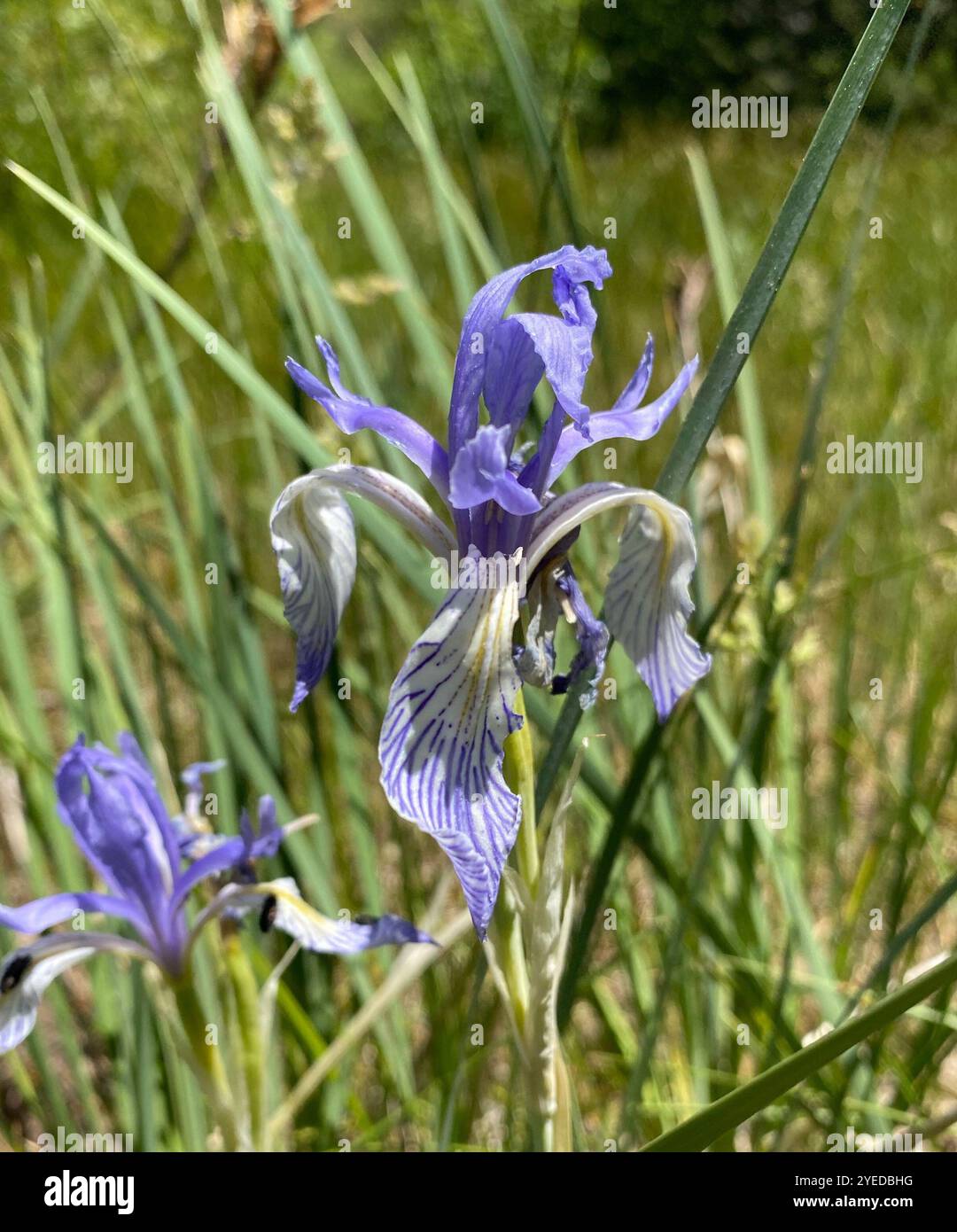 western blue flag (Iris missouriensis Stock Photo - Alamy