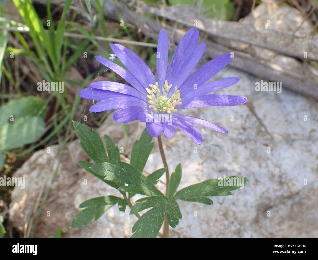 Greek Anemone (Anemonoides blanda Stock Photo - Alamy