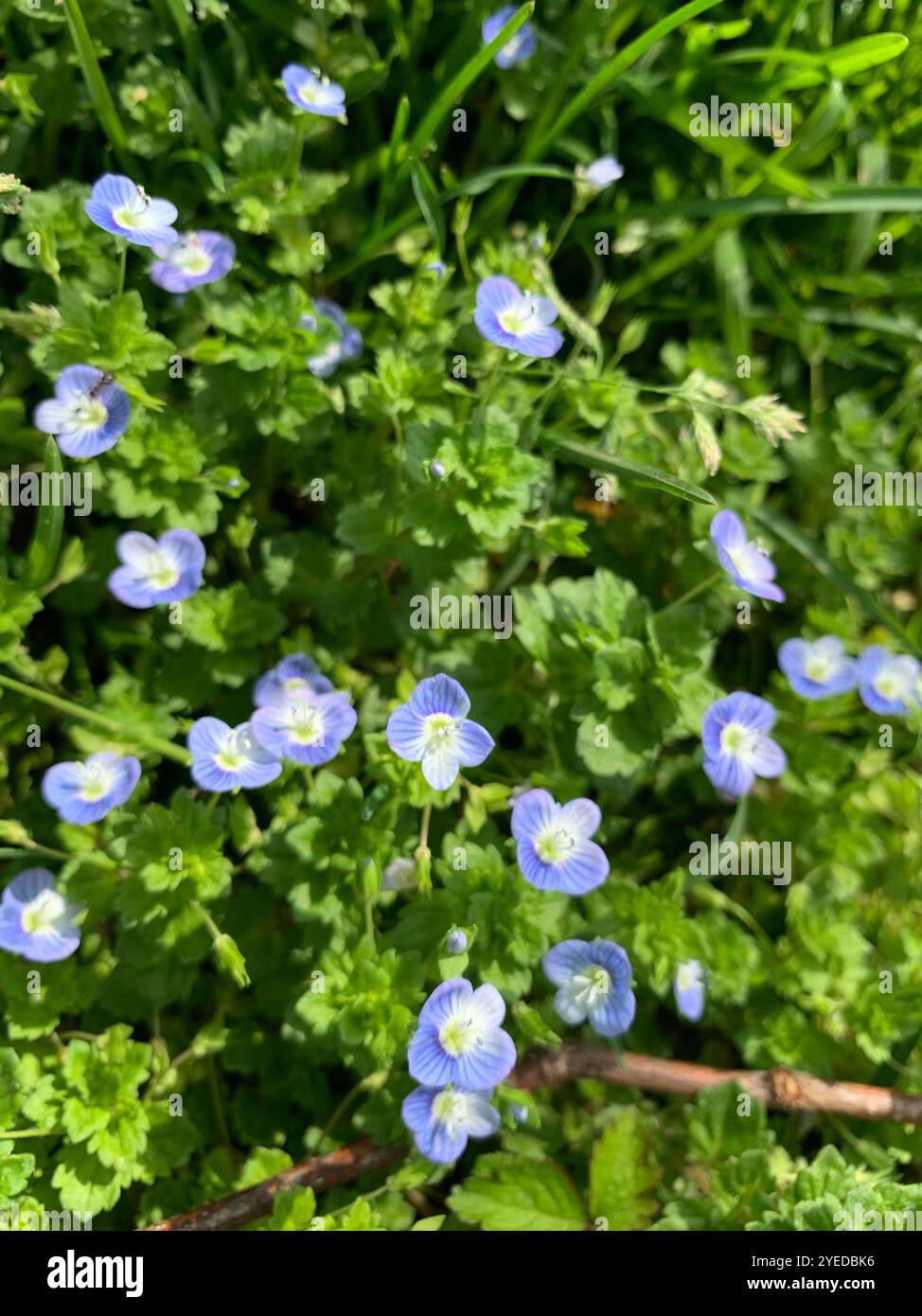 bird's-eye speedwell (Veronica persica Stock Photo - Alamy