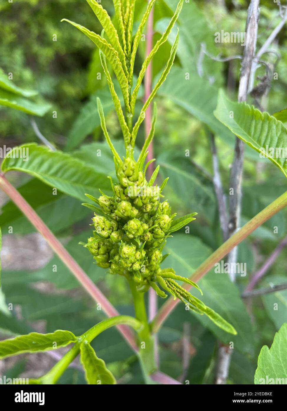 smooth sumac (Rhus glabra Stock Photo - Alamy