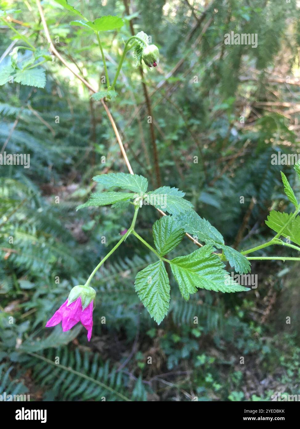 Salmonberry (Rubus spectabilis Stock Photo - Alamy