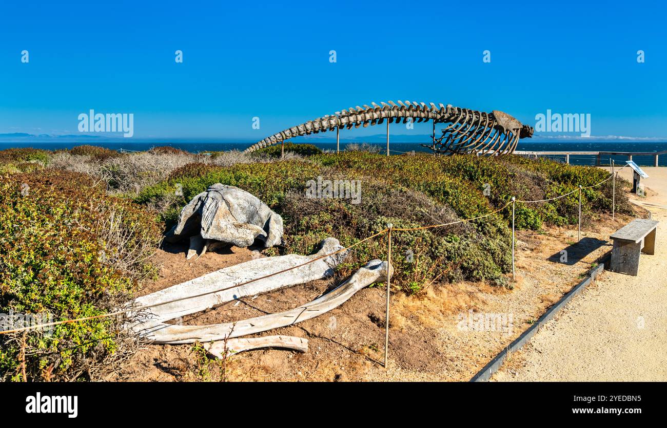 Gray whale skeleton and bones on display at a Marine Laboratory of the ...