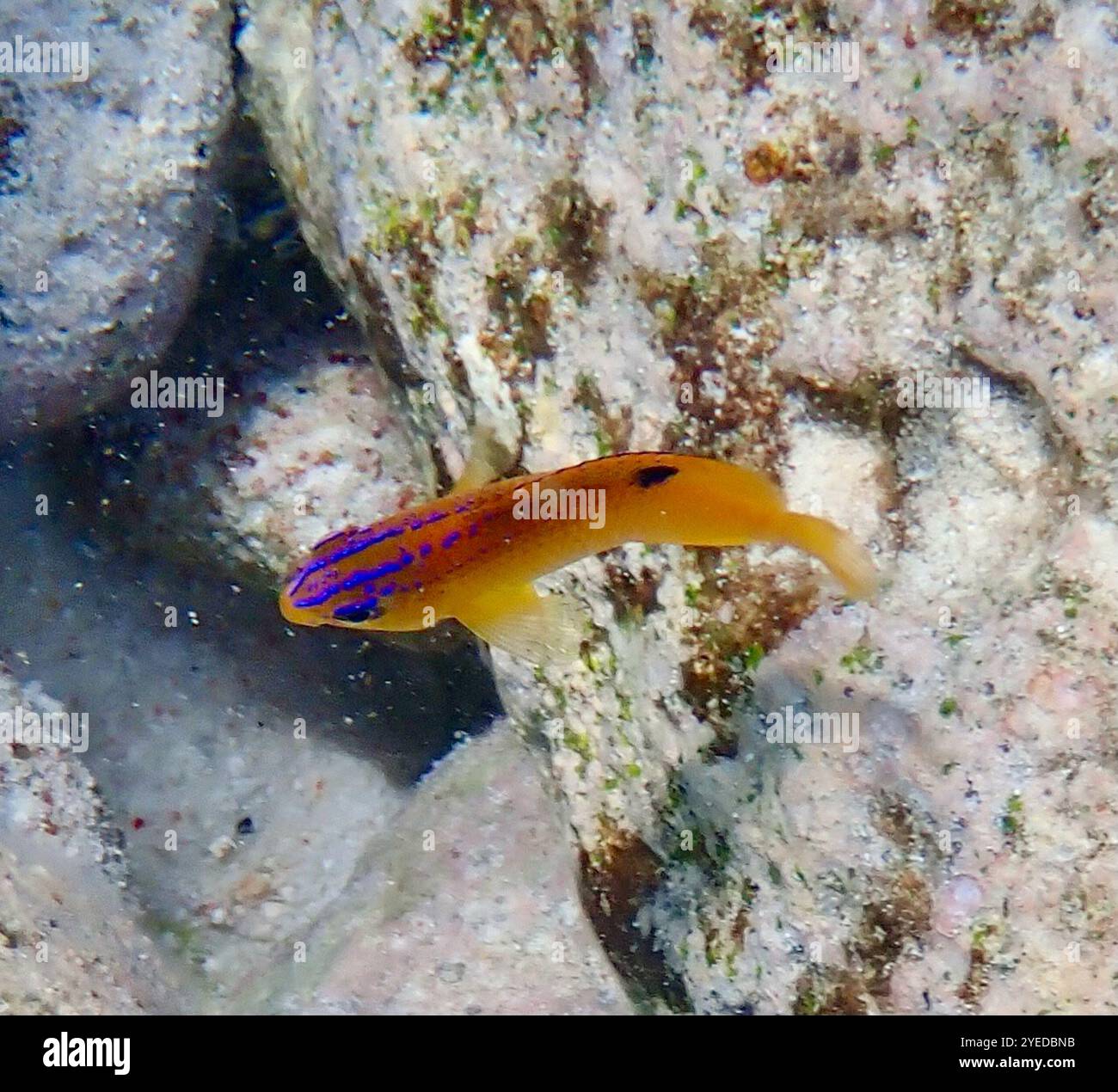 Longfin damselfish hi-res stock photography and images - Alamy