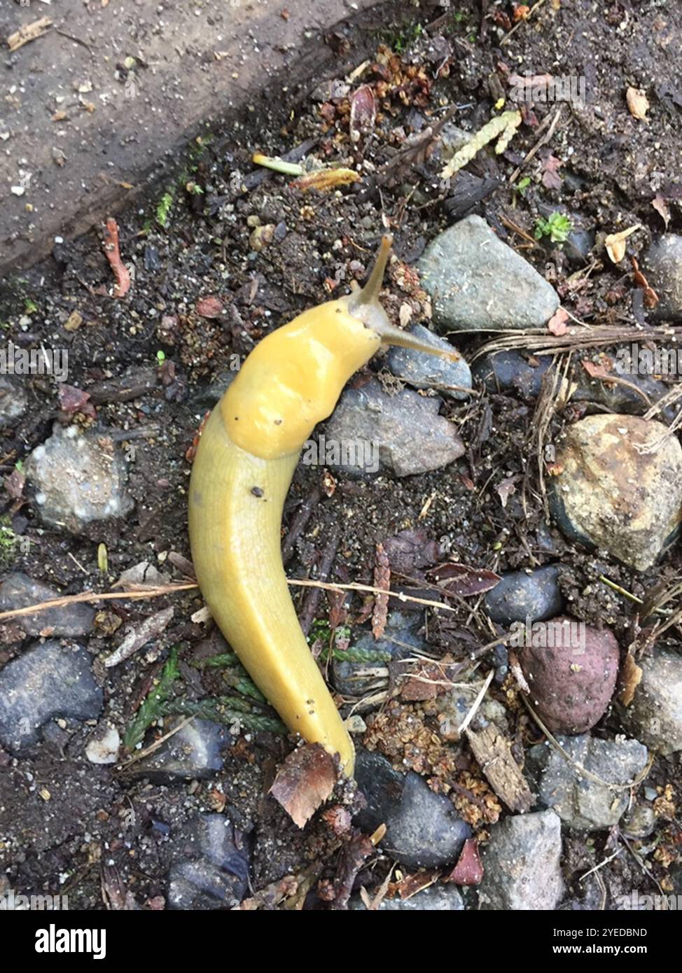 Pacific Banana Slug (Ariolimax columbianus Stock Photo - Alamy