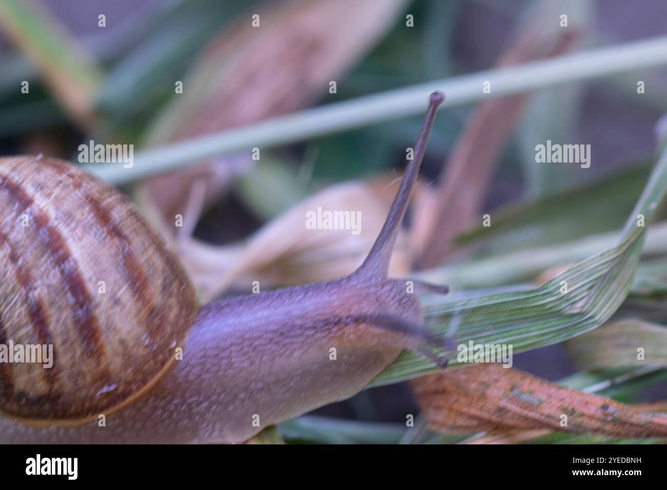 Common snail in the garden Stock Photo - Alamy