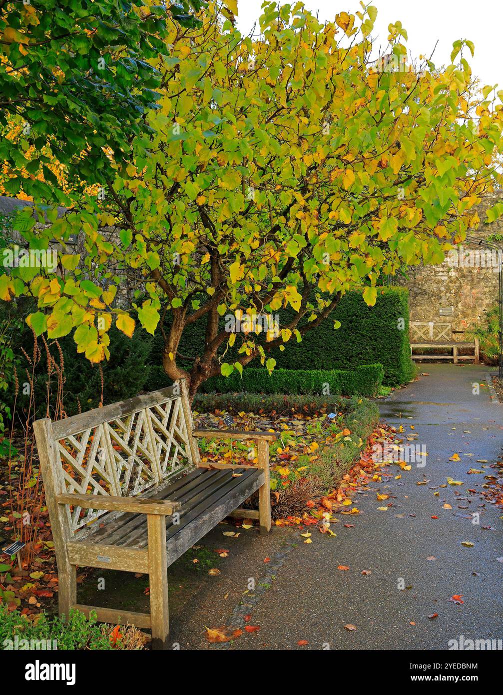 Mulberry morus uk hi-res stock photography and images - Alamy
