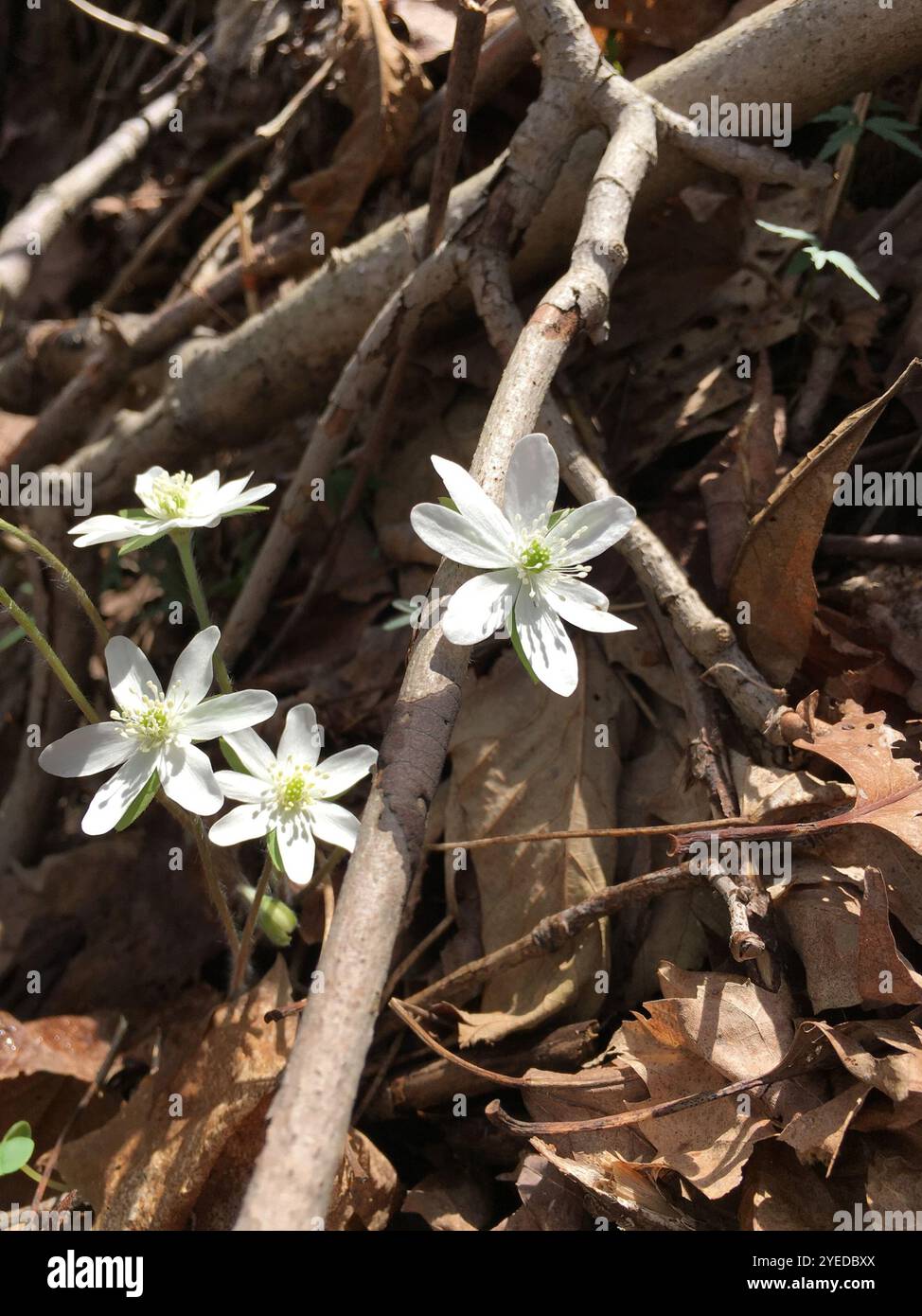 sharp-lobed hepatica (Hepatica acutiloba Stock Photo - Alamy