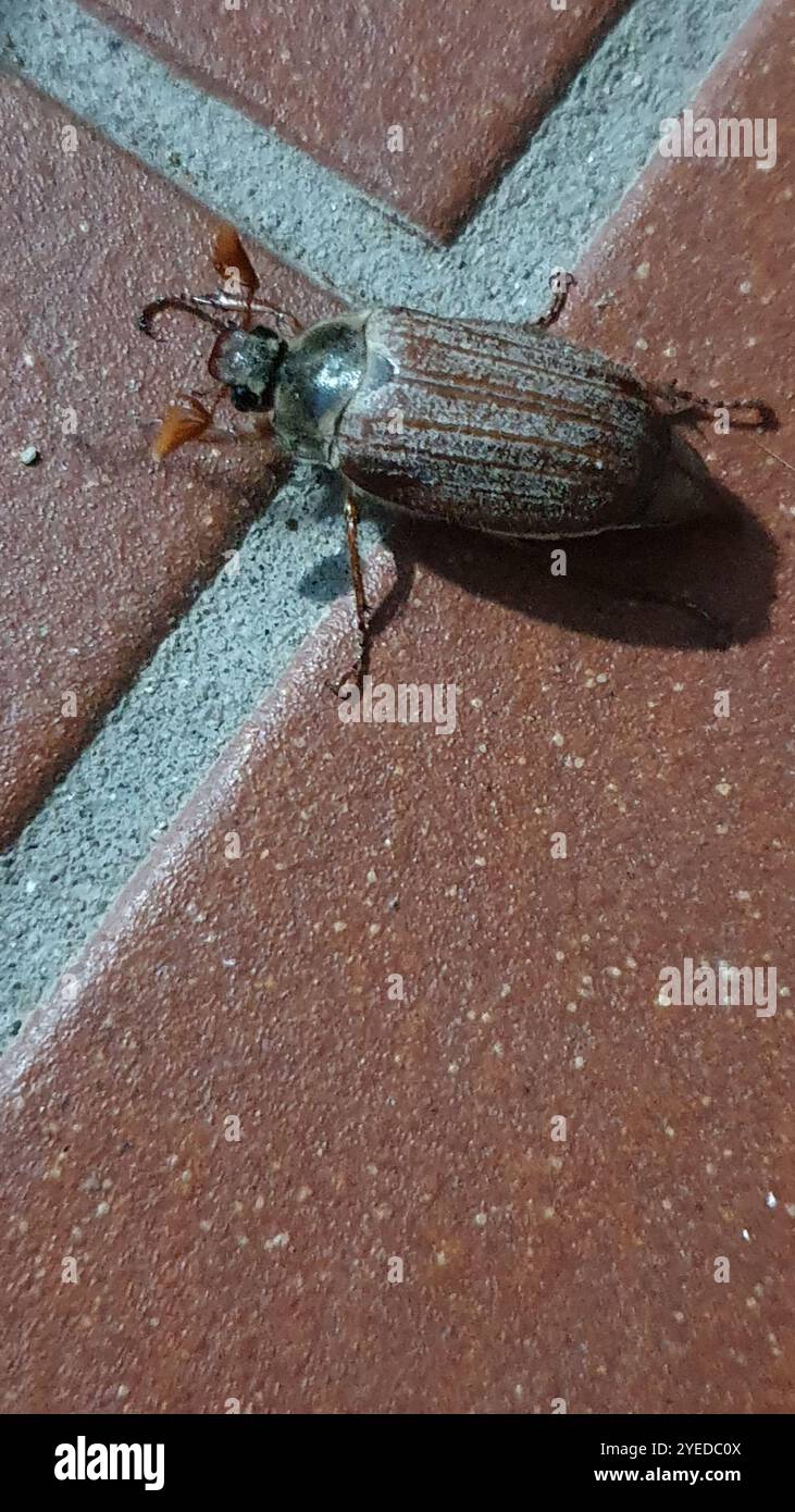 Chestnut cockchafer (Melolontha hippocastani Stock Photo - Alamy