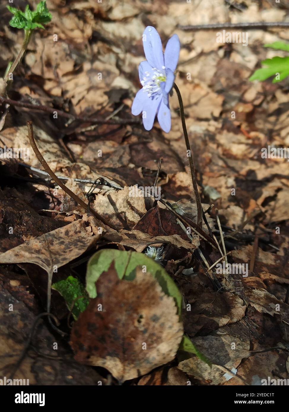 Liverleaf (Hepatica nobilis Stock Photo - Alamy