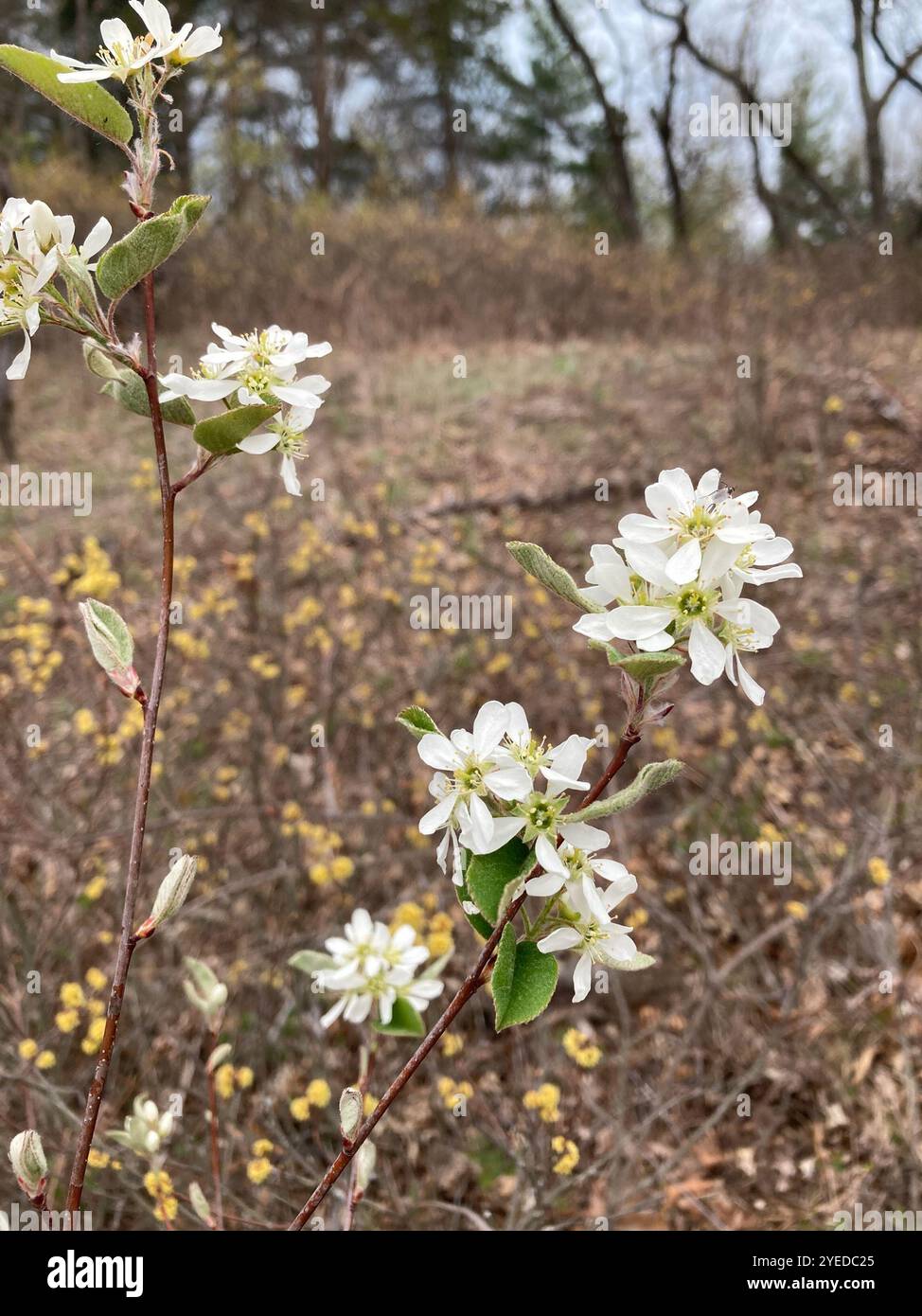 common serviceberry (Amelanchier arborea Stock Photo - Alamy
