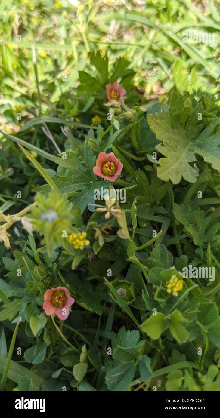 Carolina Bristlemallow (Modiola caroliniana Stock Photo - Alamy
