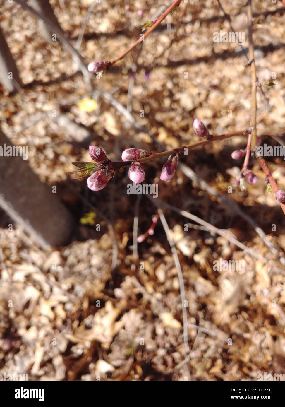 southern crabapple (Malus angustifolia Stock Photo - Alamy