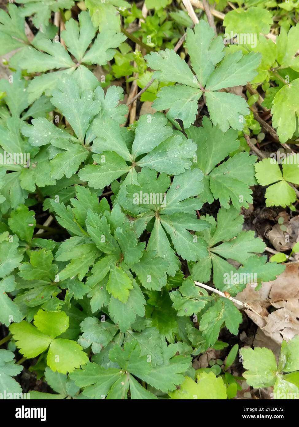 Clustered Sanicle (Sanicula odorata Stock Photo - Alamy