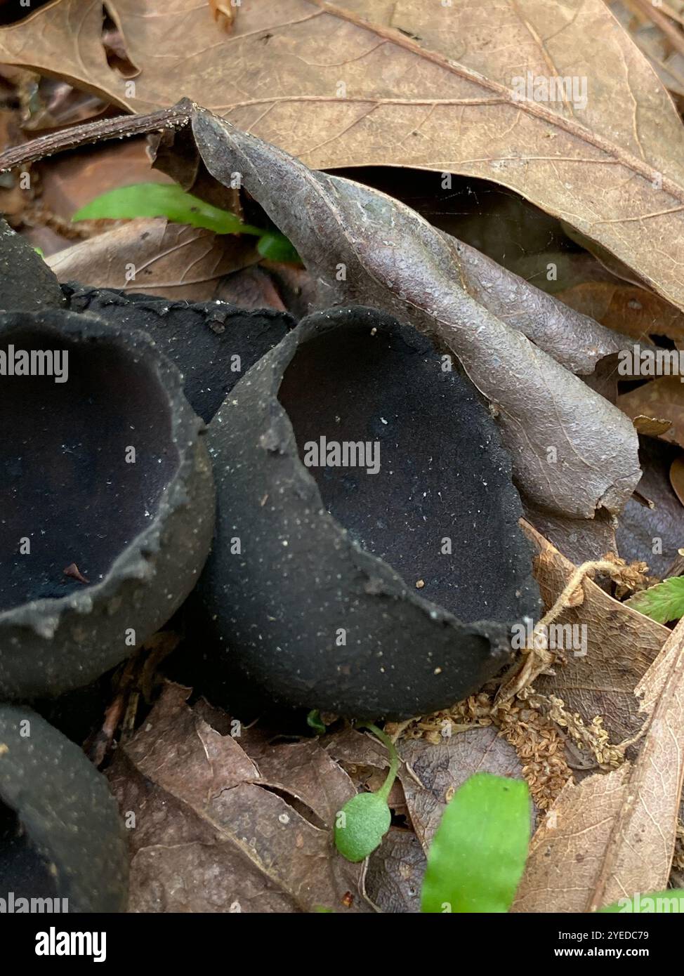 devil's urn (Urnula craterium Stock Photo - Alamy