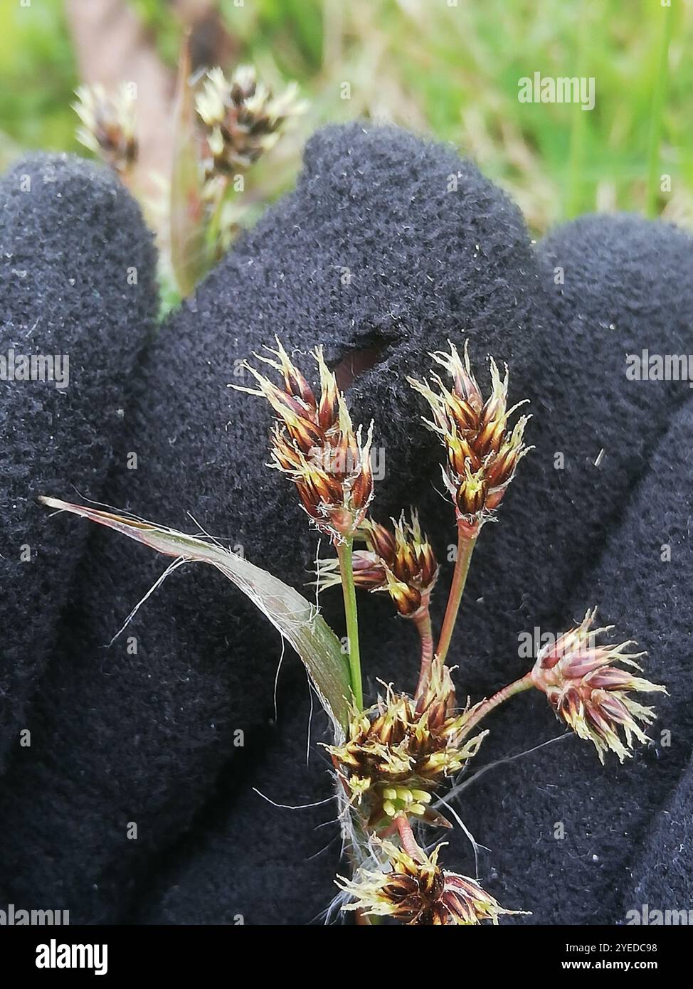 Field woodrush (Luzula campestris Stock Photo - Alamy