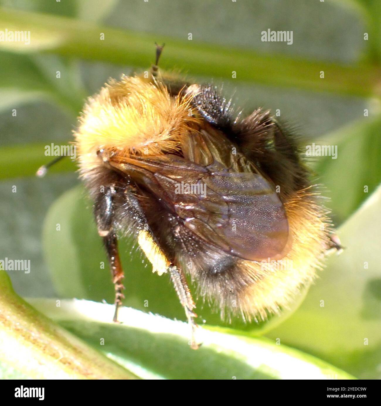 Common Carder Bumble Bee (Bombus pascuorum Stock Photo - Alamy