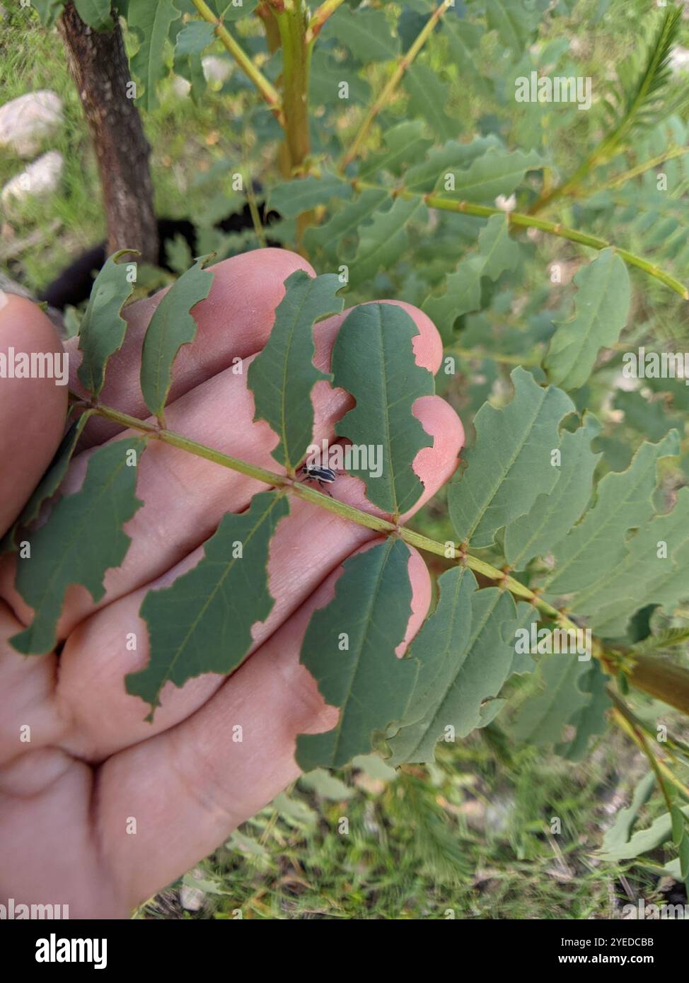 Rattlebush (Sesbania drummondii Stock Photo - Alamy