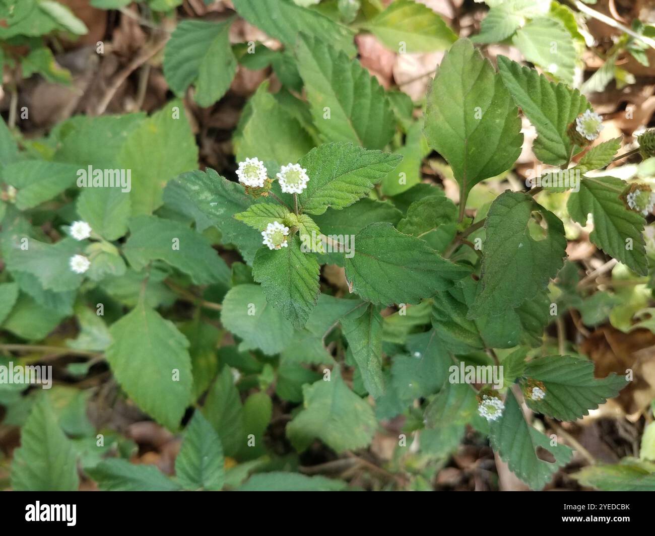 Aztec Sweet Herb (Lippia dulcis Stock Photo - Alamy