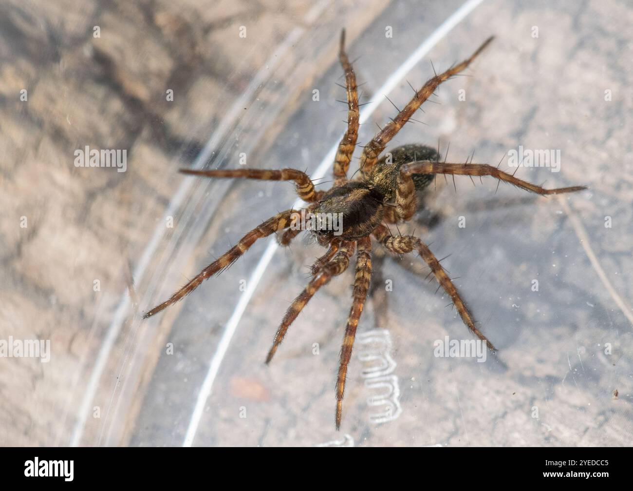 Thin-legged Wolf Spiders (Pardosa Stock Photo - Alamy