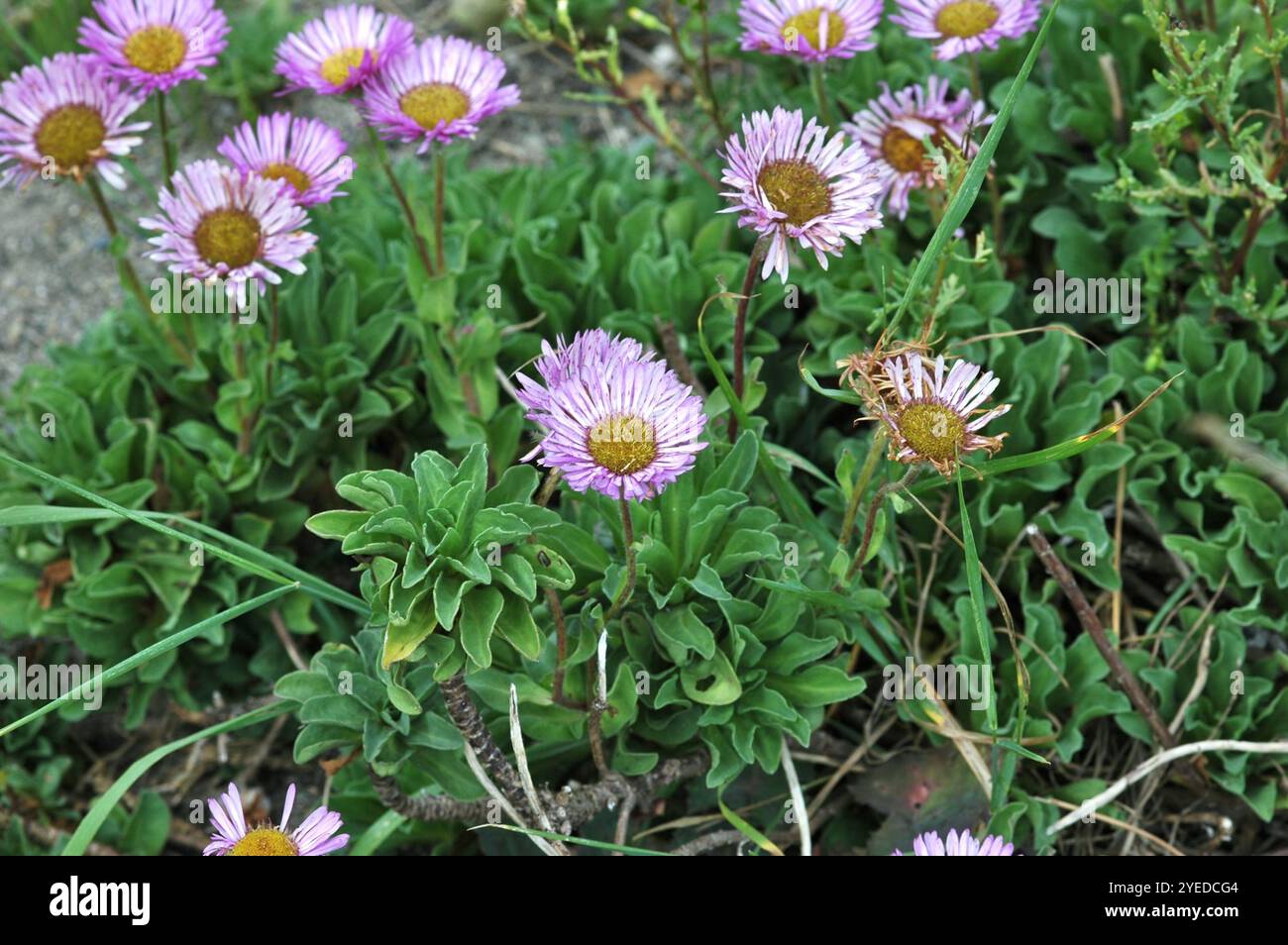 seaside daisy (Erigeron glaucus Stock Photo - Alamy
