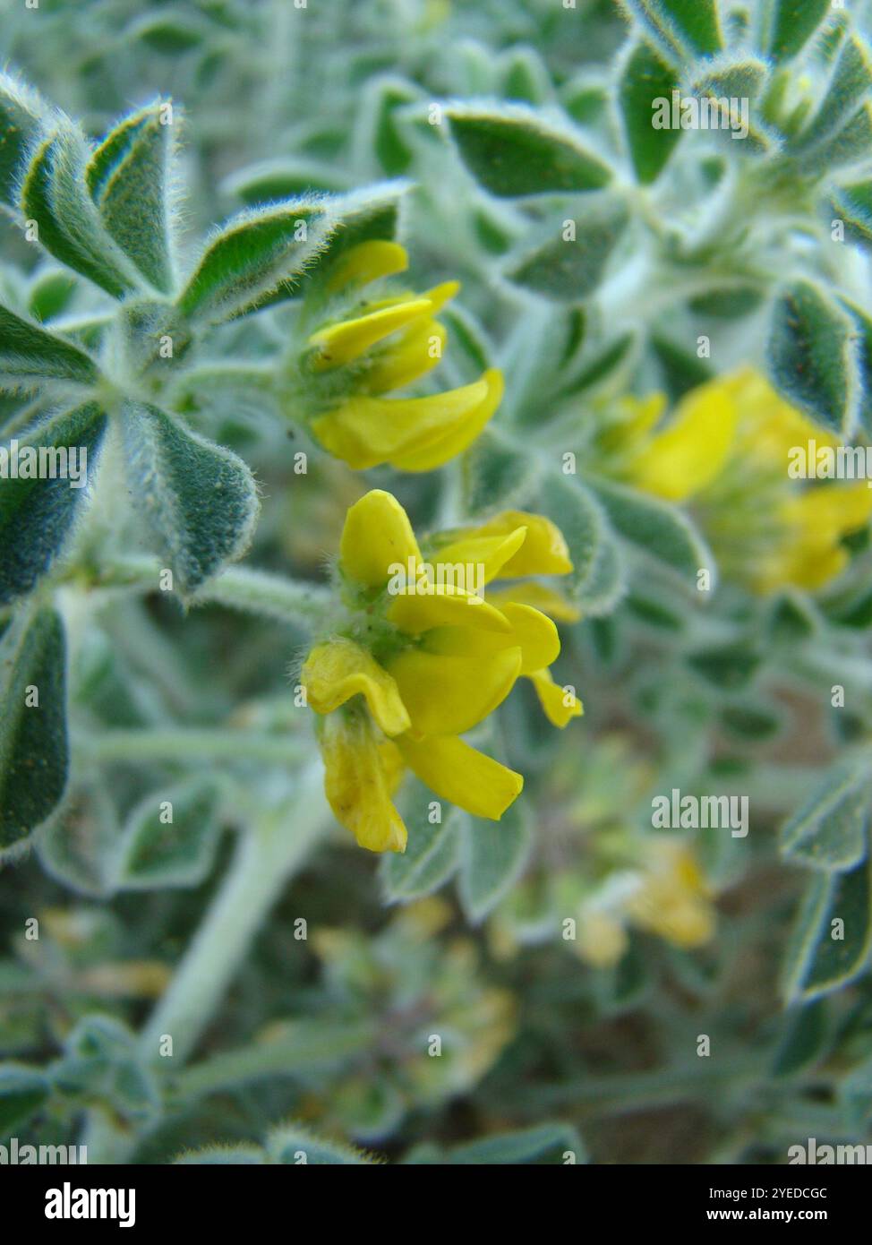 Medicago marina hi-res stock photography and images - Alamy