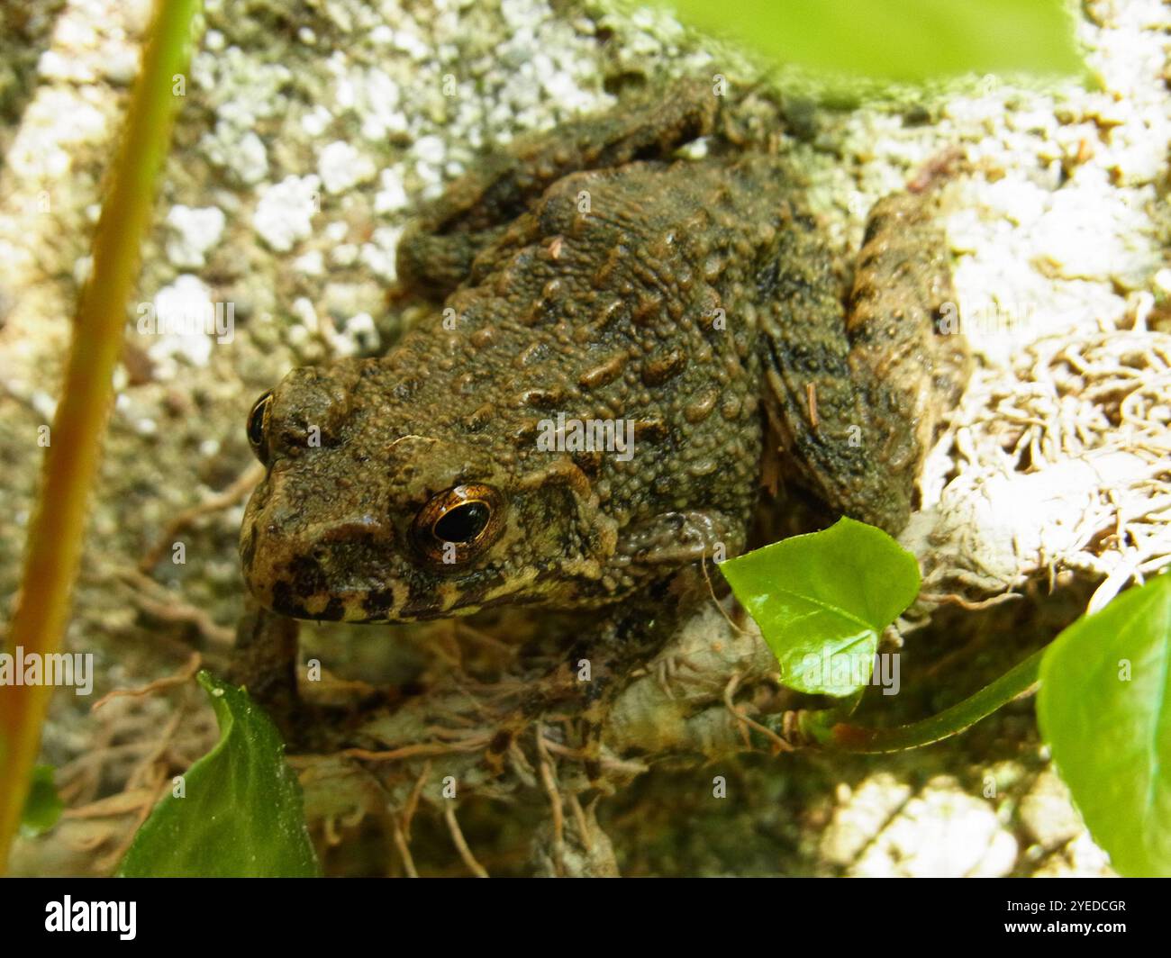 Wrinkled frog hi-res stock photography and images - Alamy