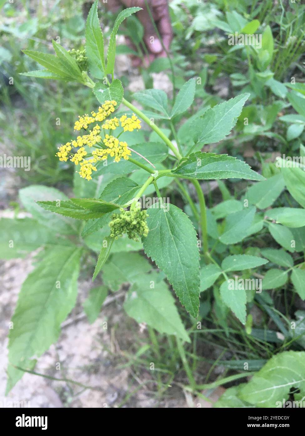 golden Alexanders (Zizia aurea Stock Photo - Alamy