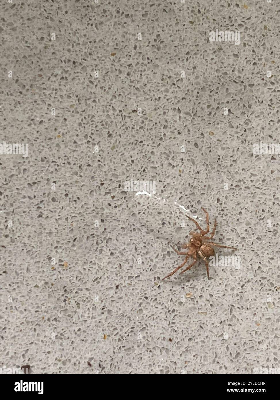 Running Crab Spiders (Philodromus Stock Photo - Alamy