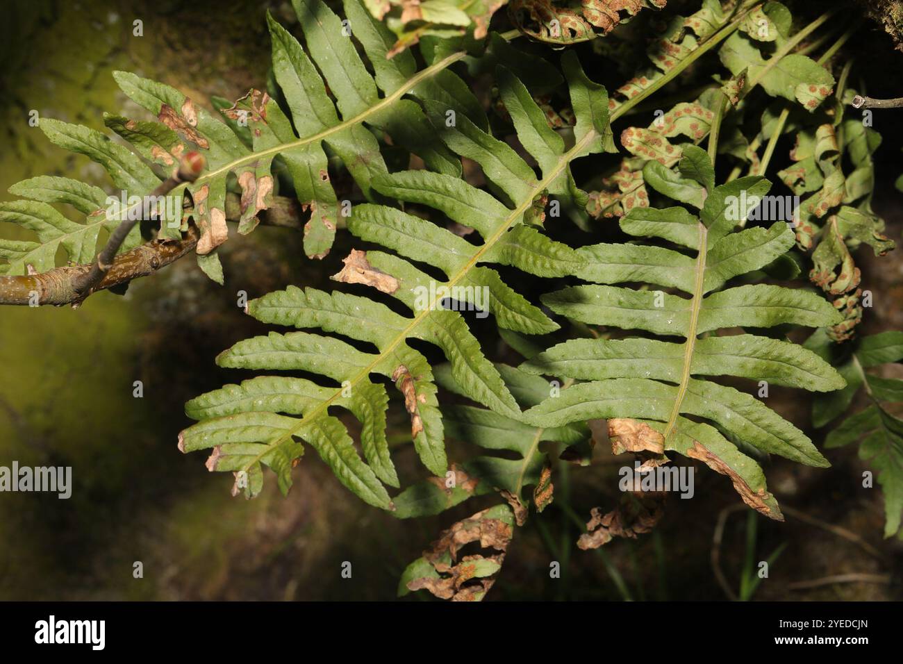 common polypody (Polypodium vulgare Stock Photo - Alamy