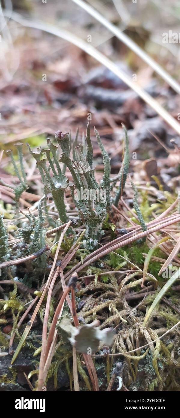 Bronzed Pixie Lichen (Cladonia gracilis turbinata Stock Photo - Alamy