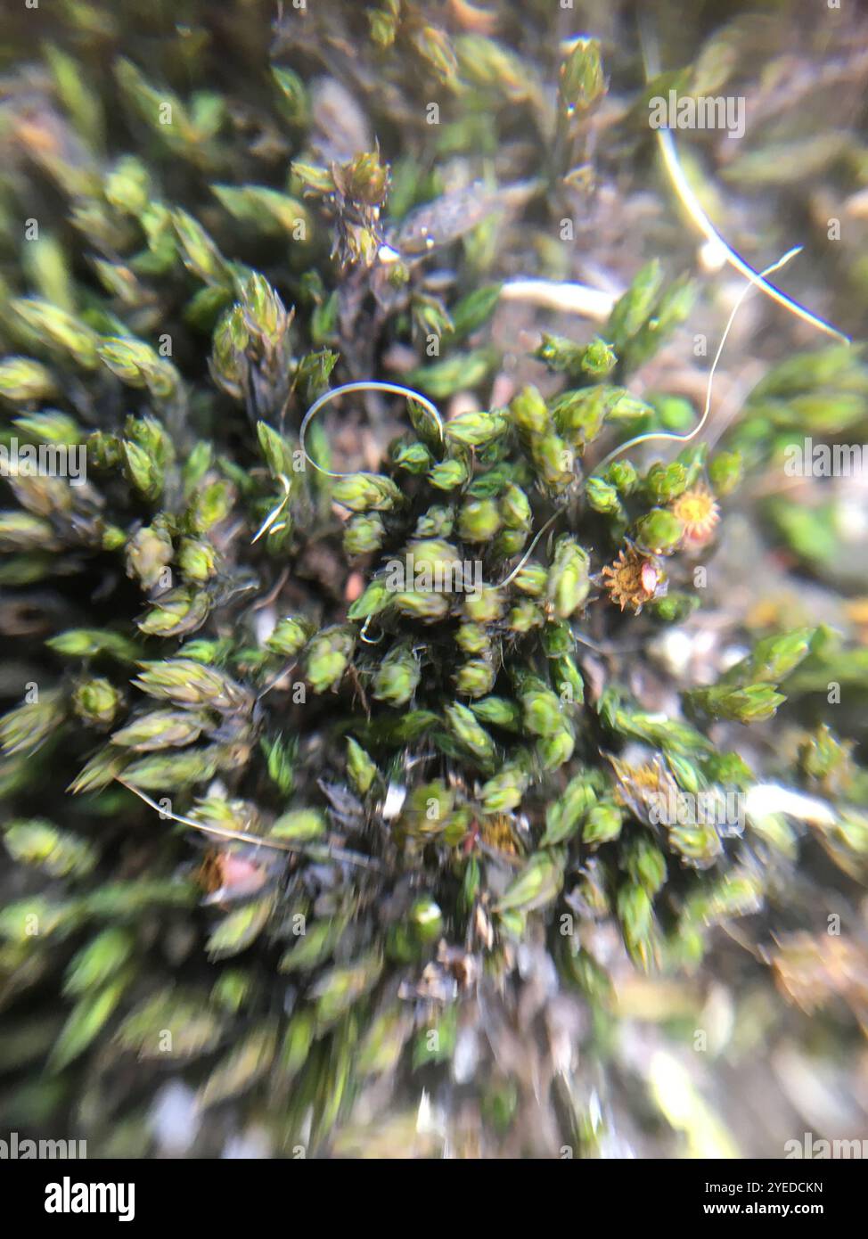 Anomalous bristle moss hi-res stock photography and images - Alamy