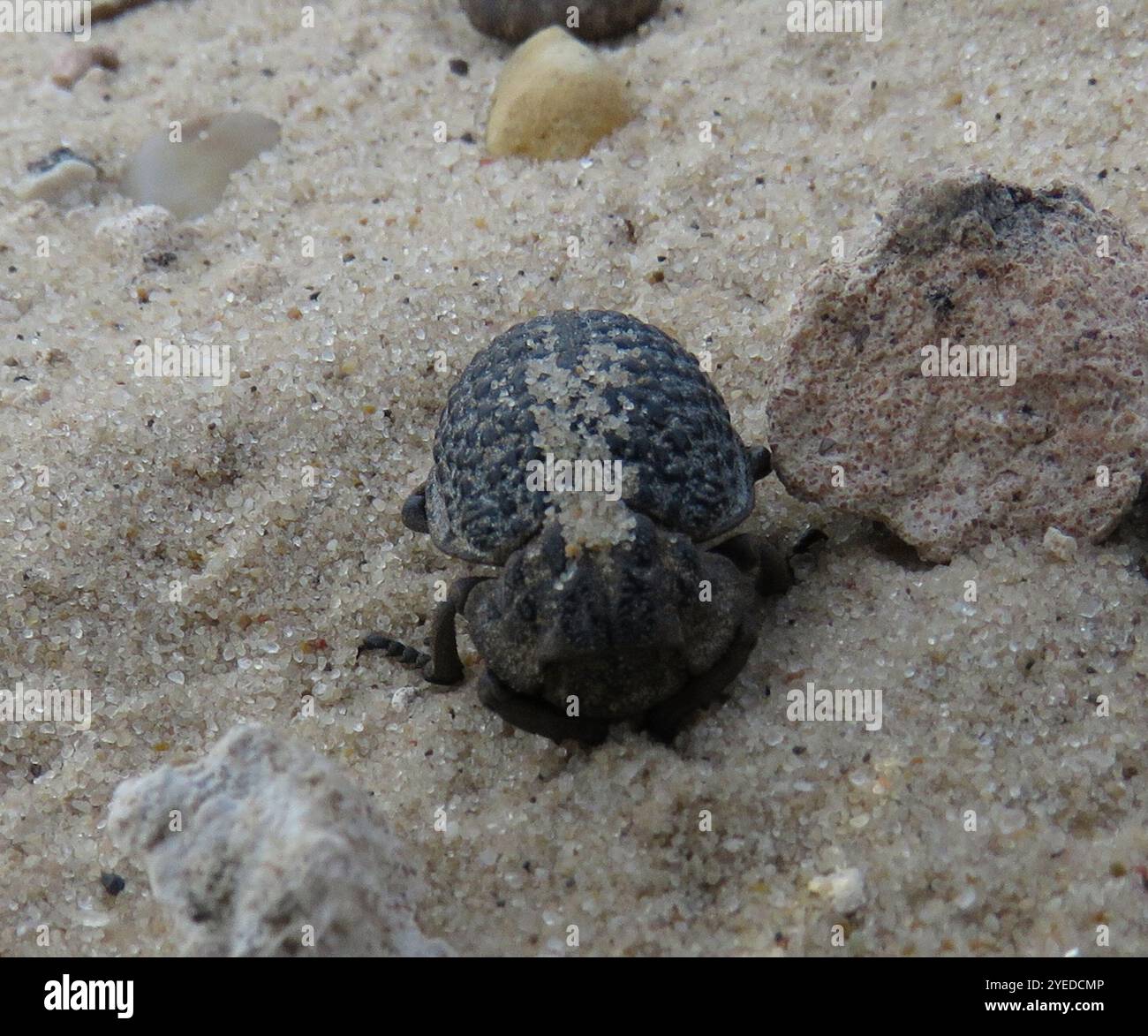 Omorgus hi-res stock photography and images - Alamy