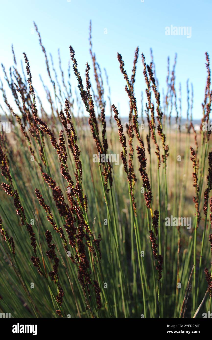 Elegia tectorum hi-res stock photography and images - Alamy