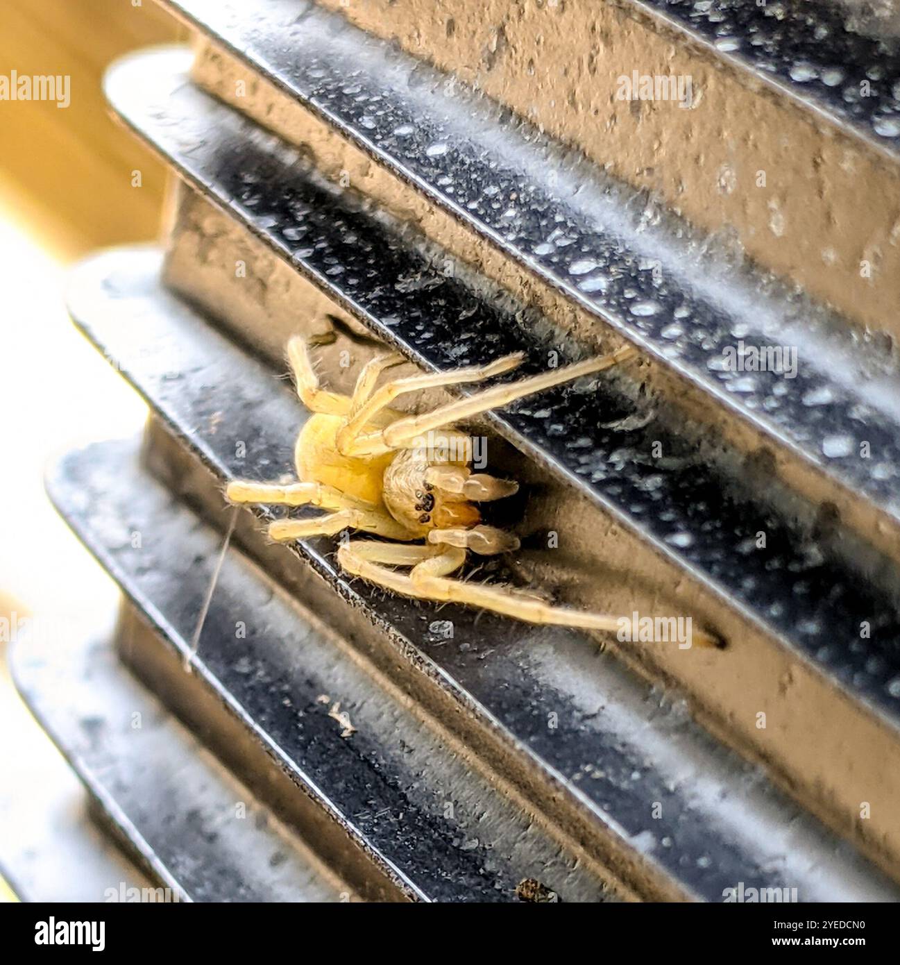 Northern Yellow Sac Spider (Cheiracanthium mildei Stock Photo - Alamy