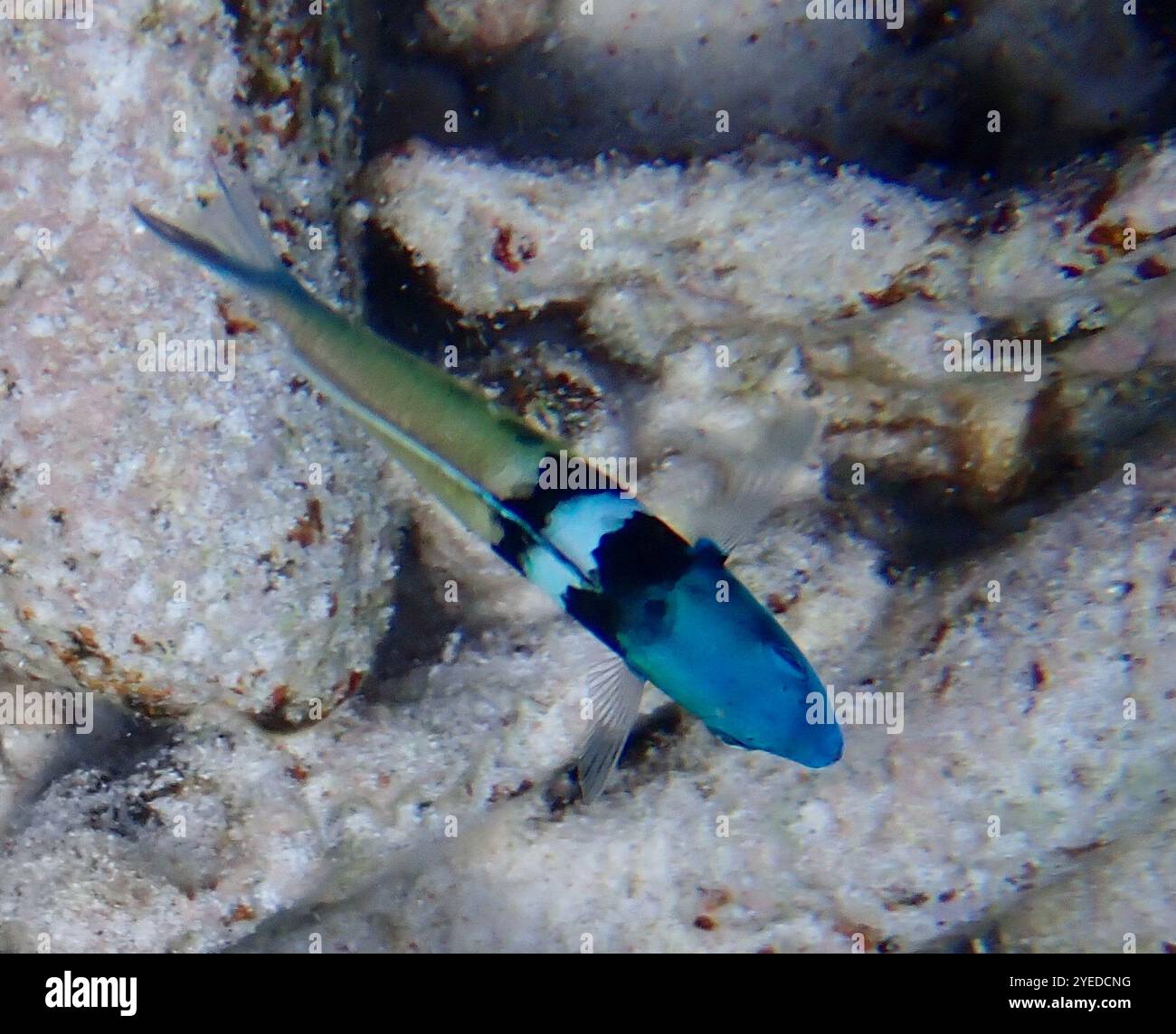 Caribbean Bluehead Wrasse (Thalassoma bifasciatum Stock Photo - Alamy