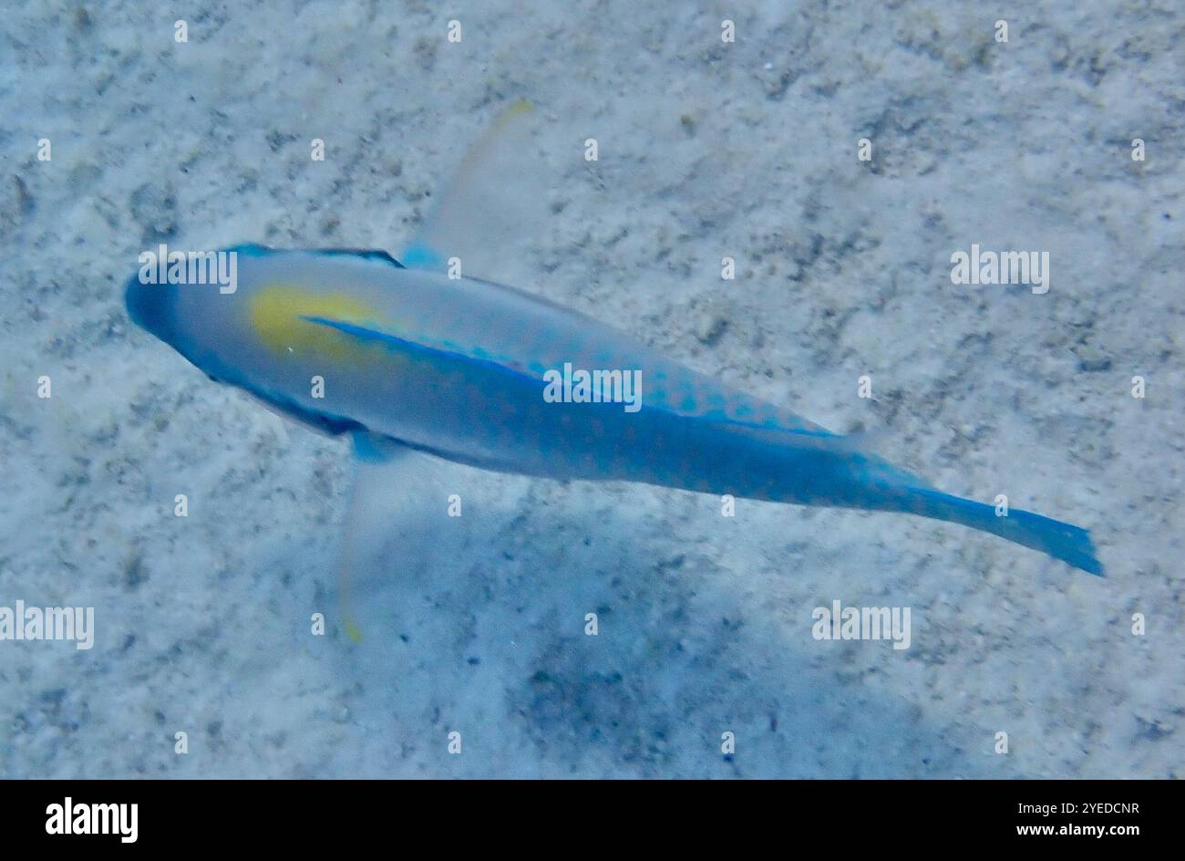 Striped parrotfish hi-res stock photography and images - Alamy