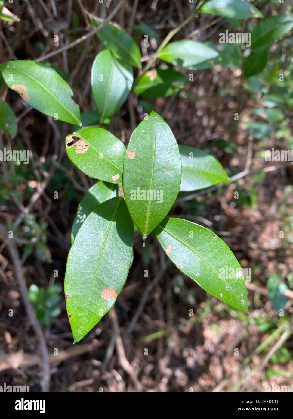 Lyonia lucida hi-res stock photography and images - Alamy