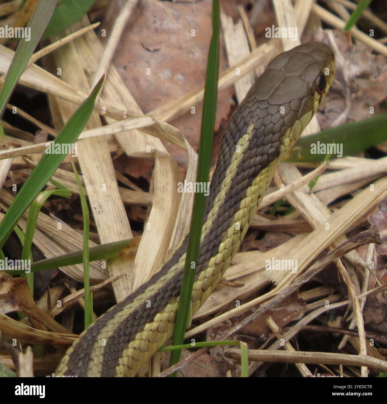 Common Garter Snake (Thamnophis sirtalis Stock Photo - Alamy