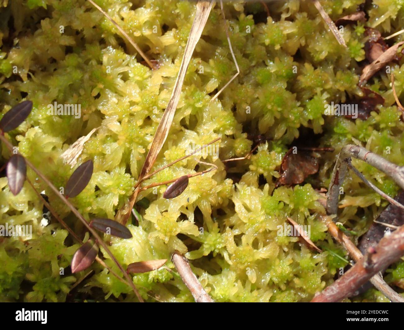 Pacific Peatmoss (Sphagnum pacificum Stock Photo - Alamy