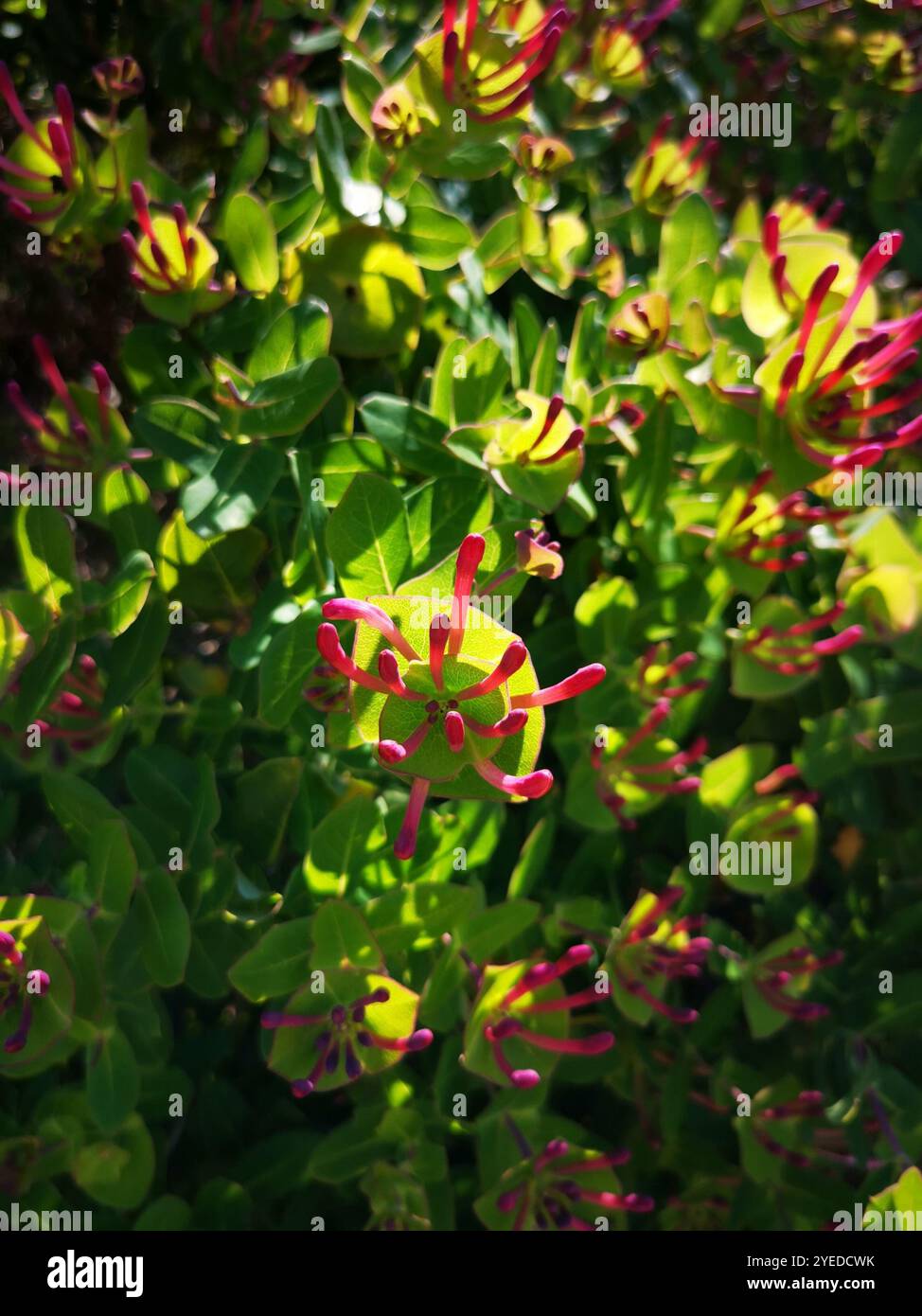 Mediterranean Honeysuckle (Lonicera implexa Stock Photo - Alamy