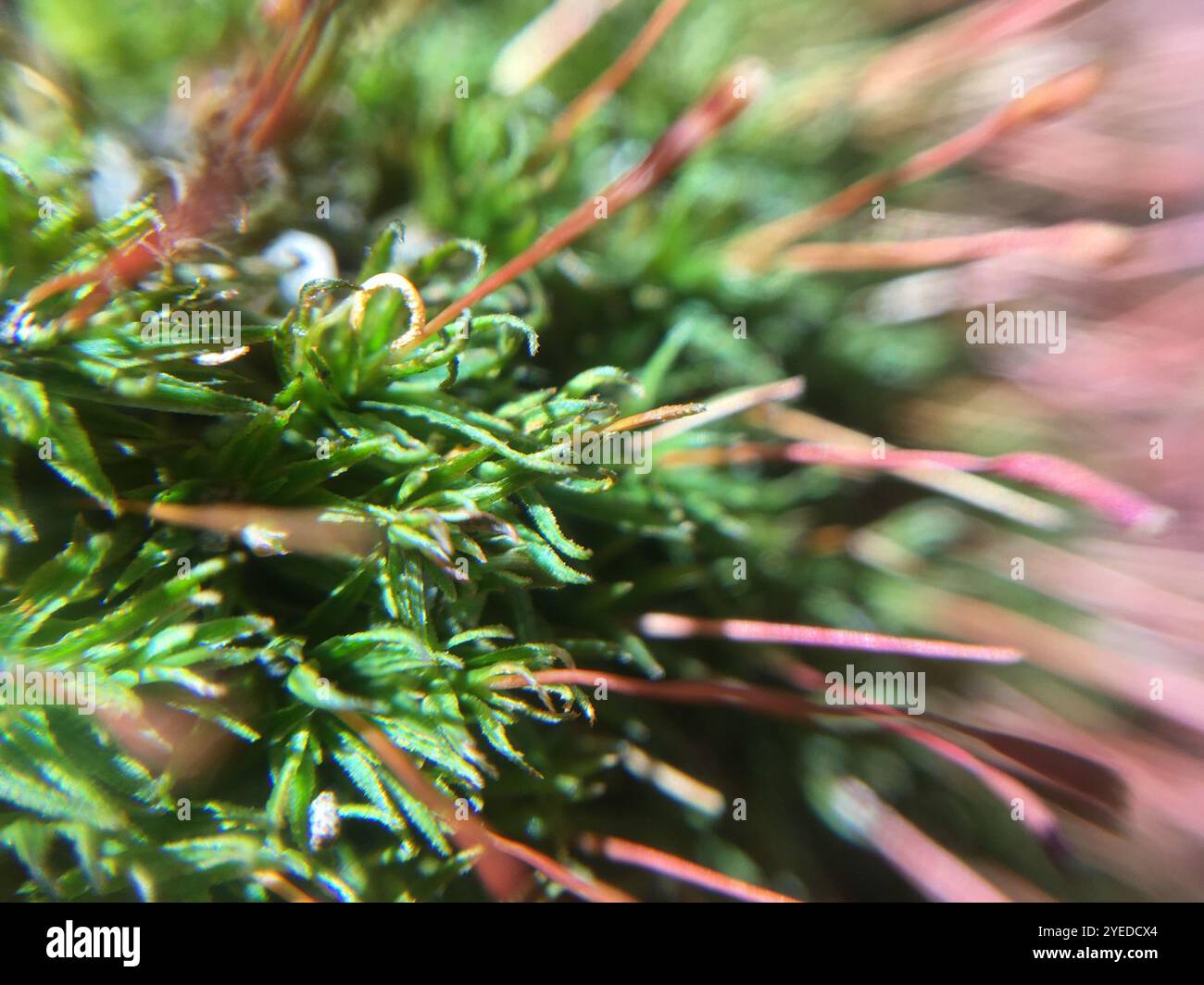 lesser smoothcap (Atrichum angustatum Stock Photo - Alamy