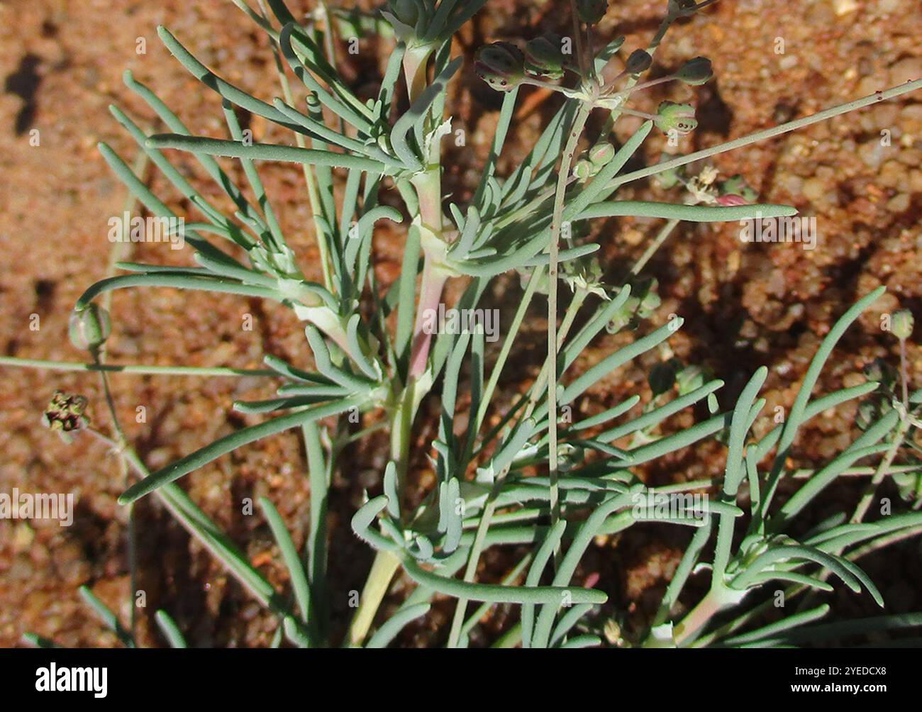 African Saltsorrel (Kewa bowkeriana Stock Photo - Alamy