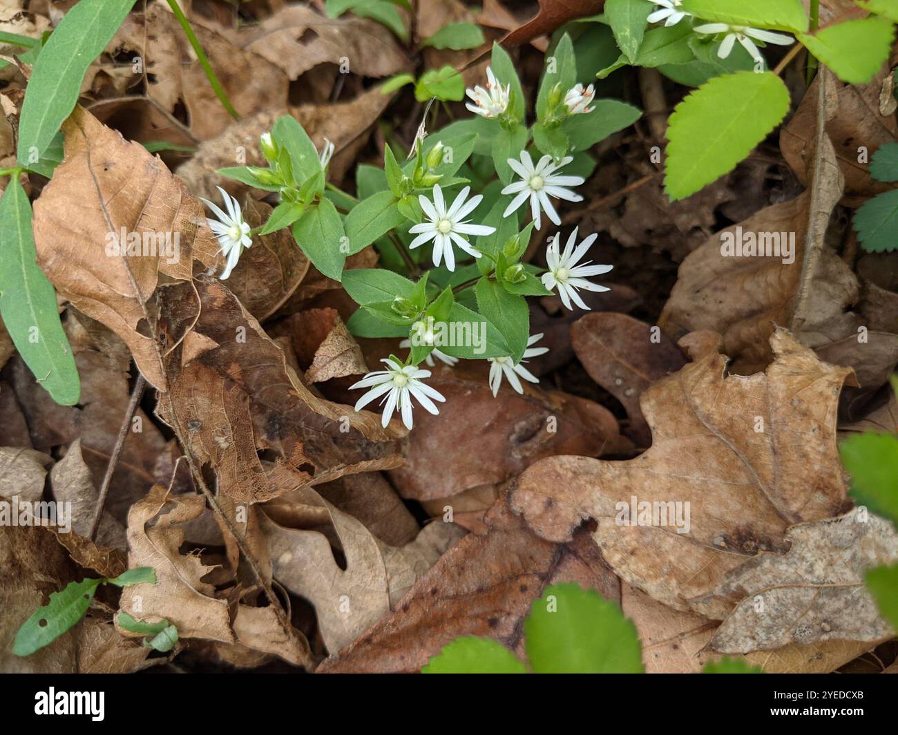 star chickweed (Stellaria pubera Stock Photo - Alamy