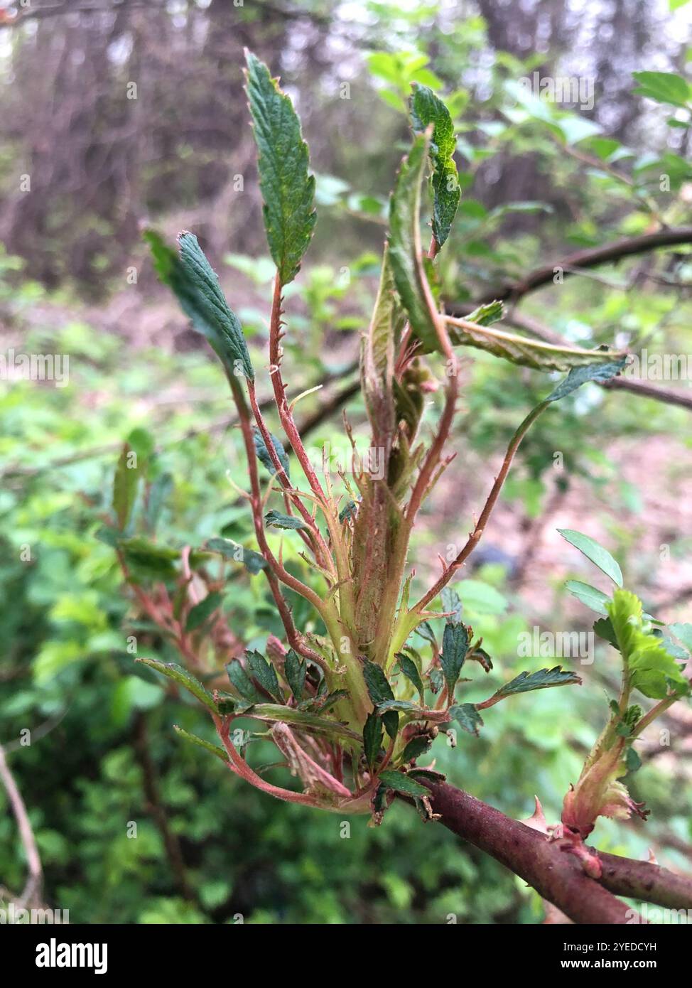 Rose rosette disease hi-res stock photography and images - Alamy