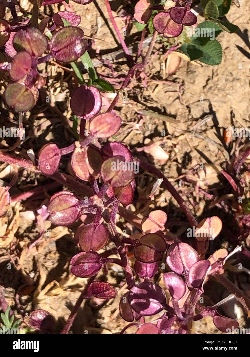 Shining Pepperweed (Lepidium nitidum Stock Photo - Alamy