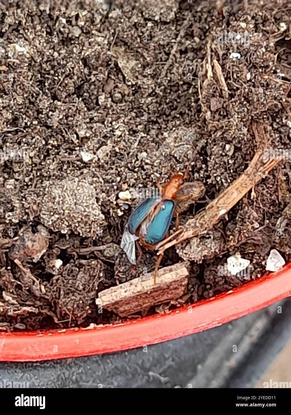 Brachinus sclopeta hi-res stock photography and images - Alamy