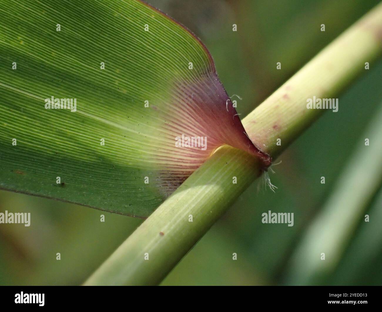 Nepalese Broom Grass (Thysanolaena latifolia Stock Photo - Alamy