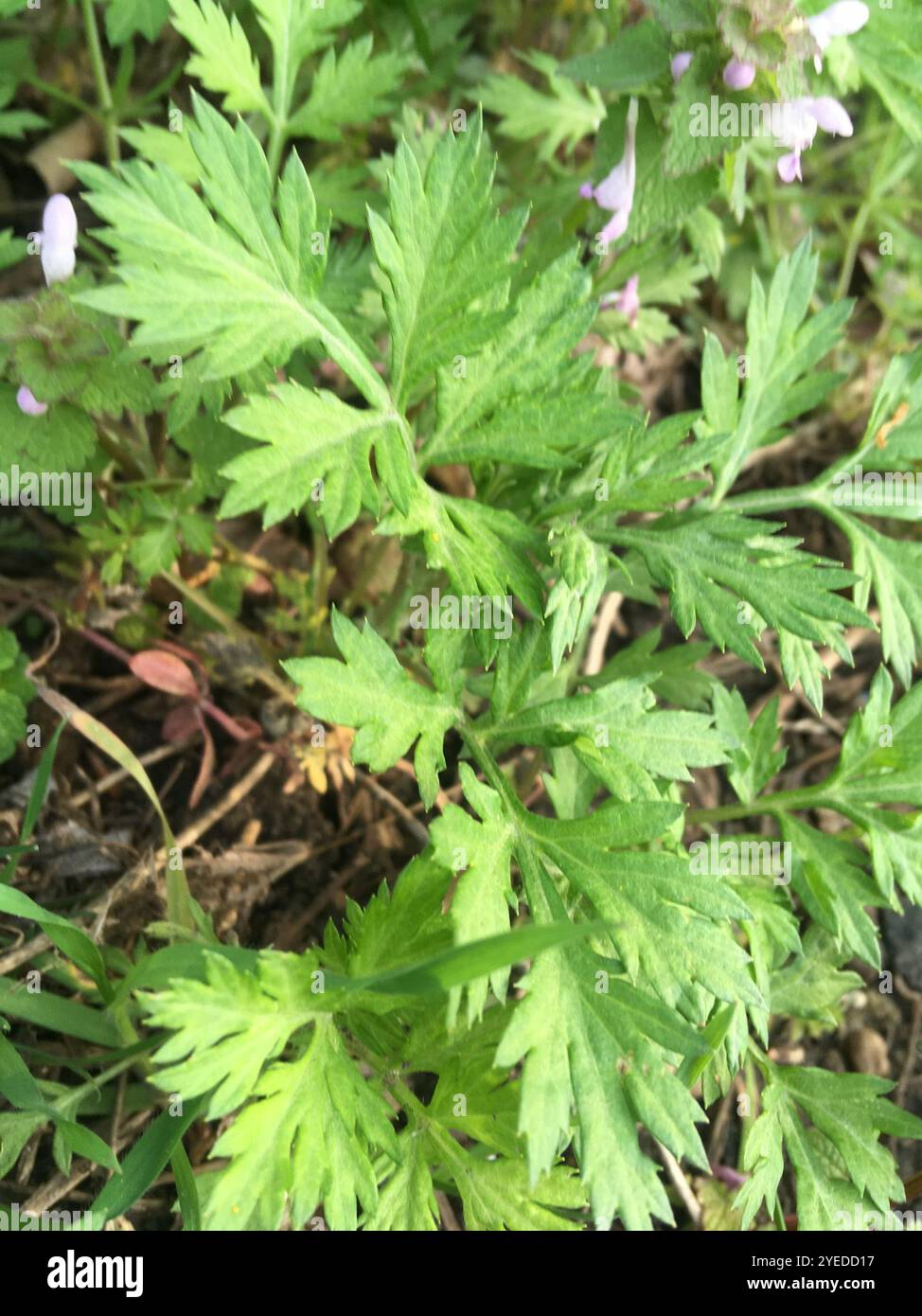 common mugwort (Artemisia vulgaris Stock Photo - Alamy