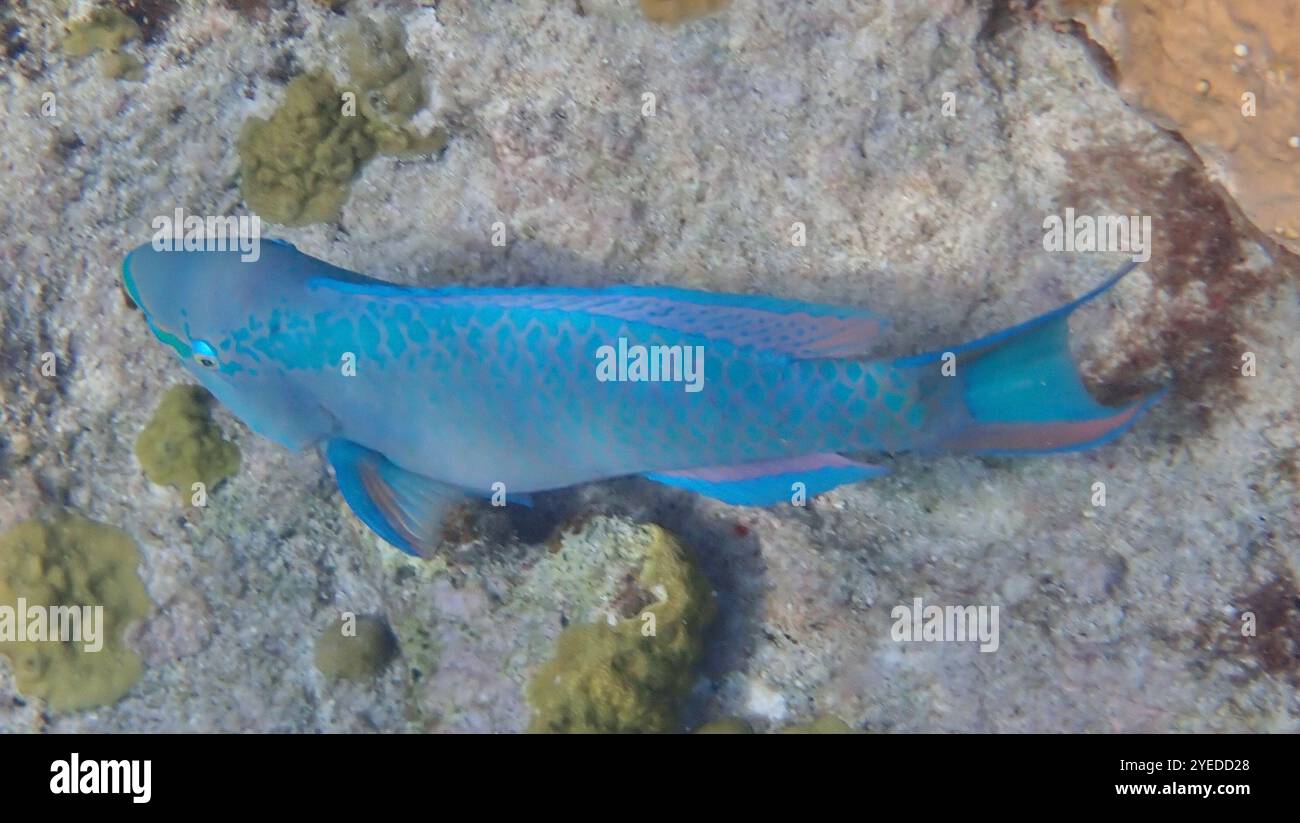 Queen parrotfish scarus vetula hi-res stock photography and images - Alamy