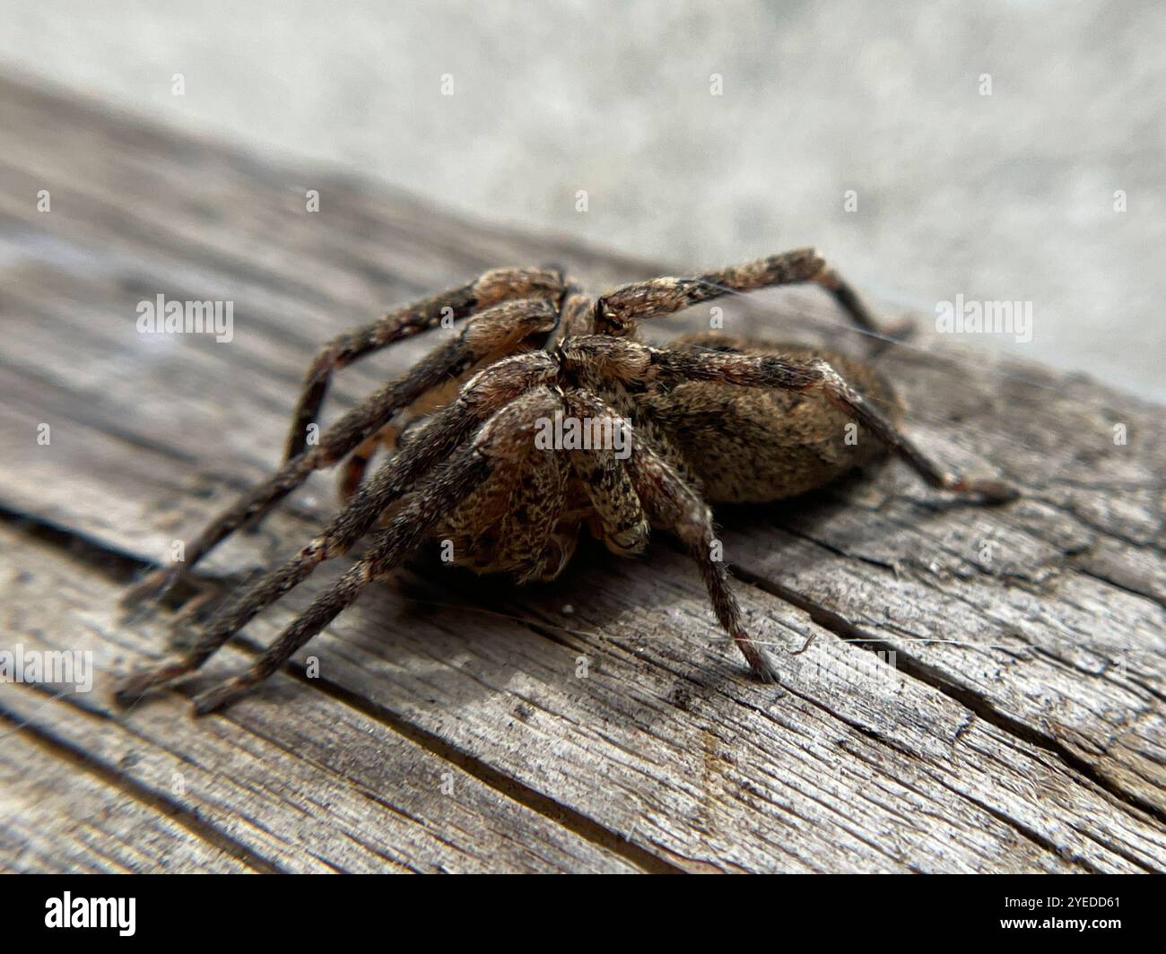 Mediterranean Spiny False Wolf Spider (Zoropsis spinimana Stock Photo ...